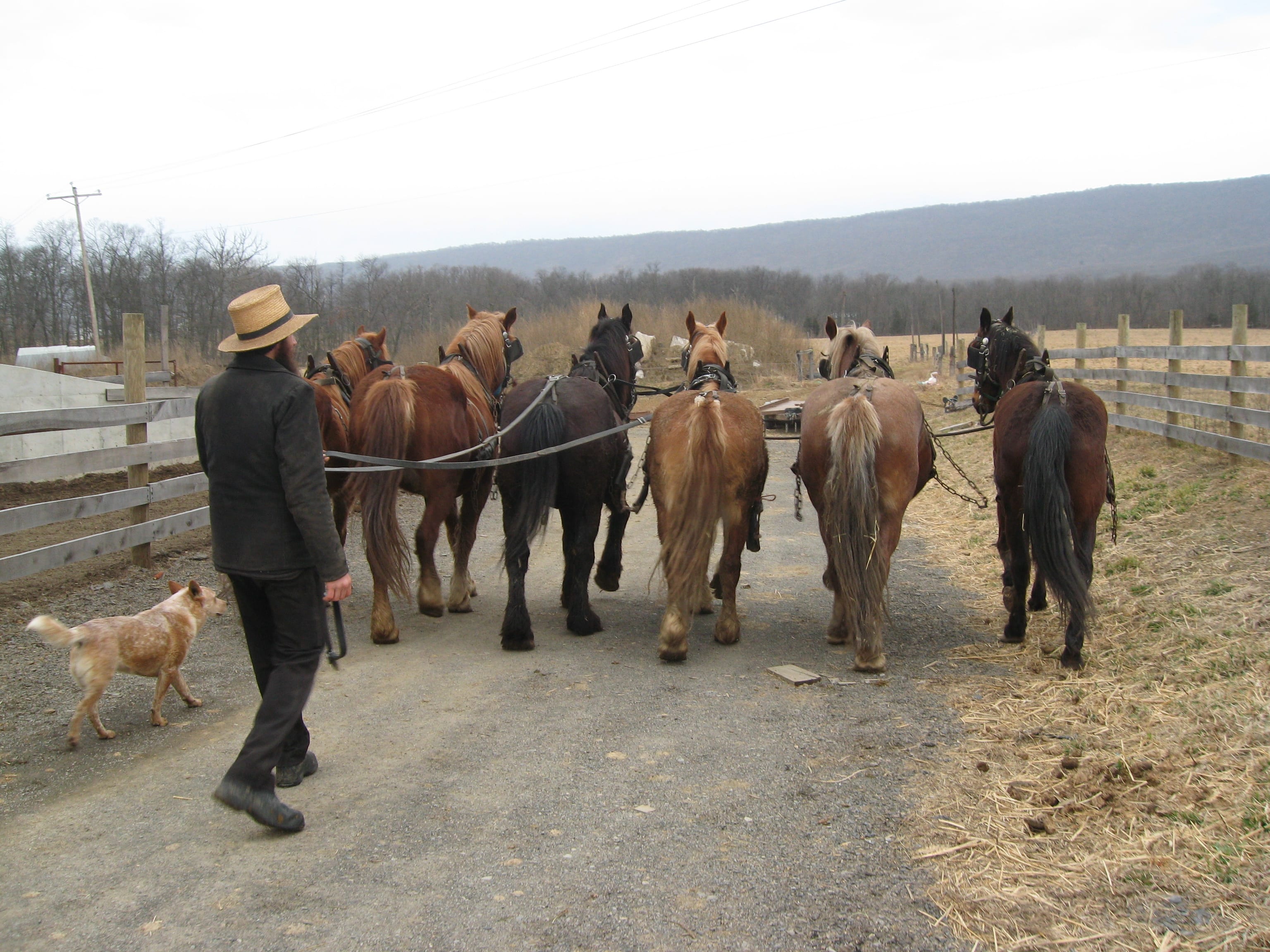 Zook_horses-IMG_3859 - Farm-to-Consumer Legal Defense Fund