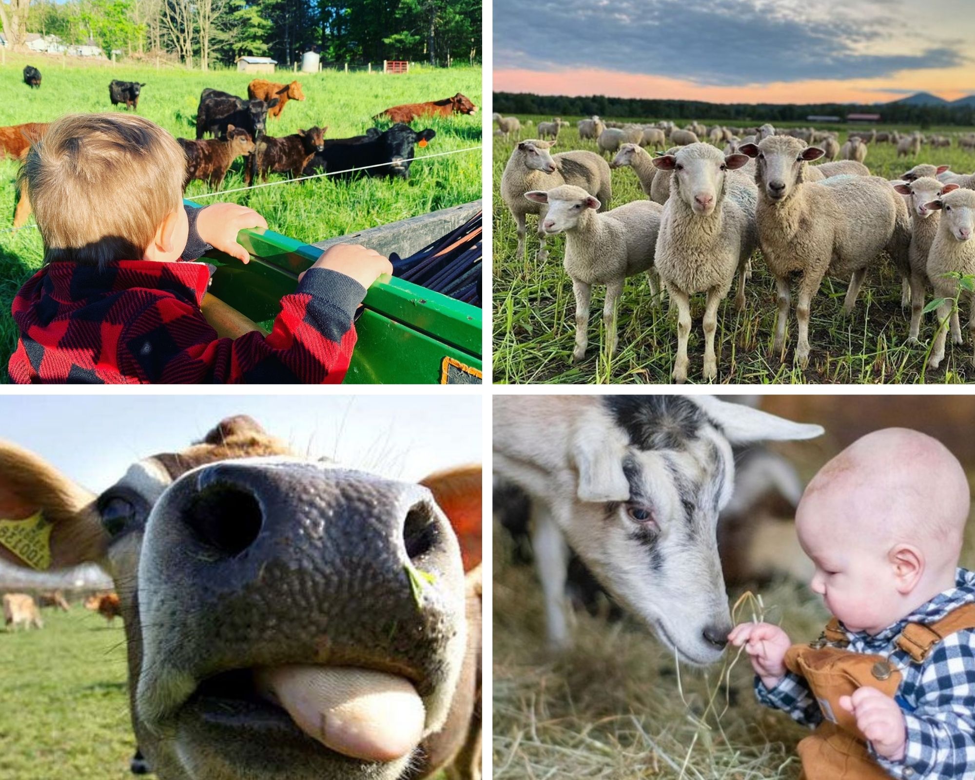 October's Member Monday! - Farm-to-Consumer Legal Defense Fund